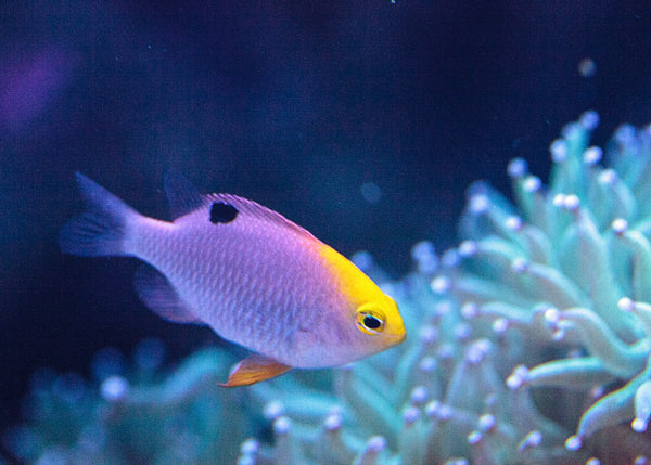 Damsel - Pink Talbots – Coburg Aquarium