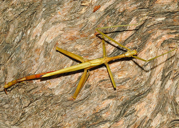 Stick Insect - Violet Winged – Coburg Aquarium