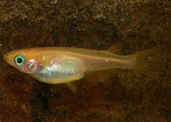Assorted Medaka – Coburg Aquarium