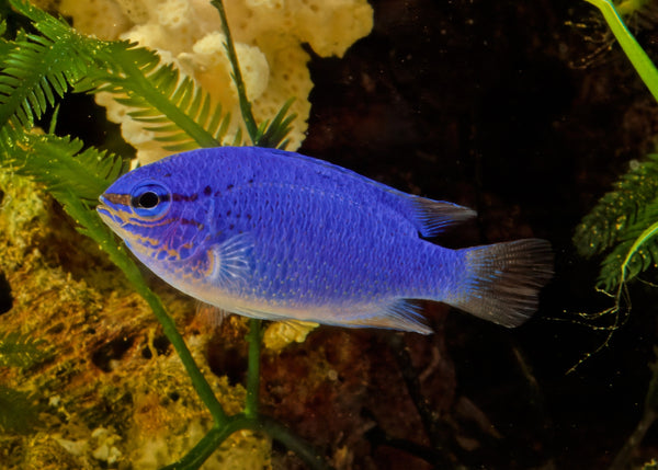 Coburg Aquarium | Damsel - Orange Tail Blue