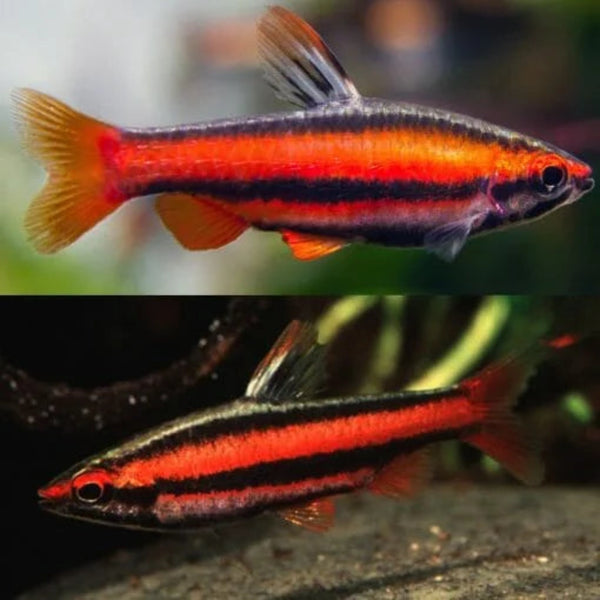 Pencil Fish - Coral Red – Coburg Aquarium