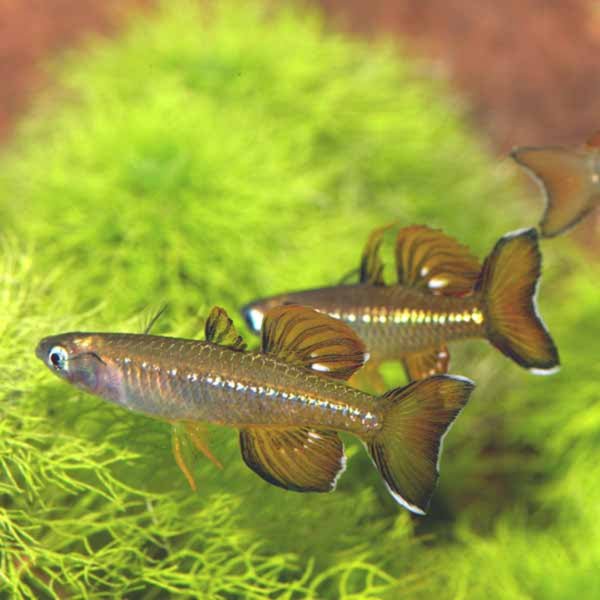 Golden Blue Eye - Pseudomugil sp. Daly River Lagoon – Coburg Aquarium
