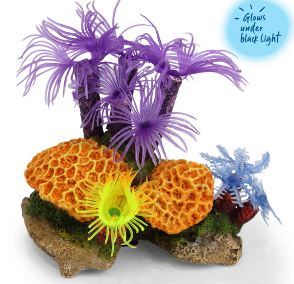 Kazoo - Purple Tunicate Coral Assorted – Coburg Aquarium