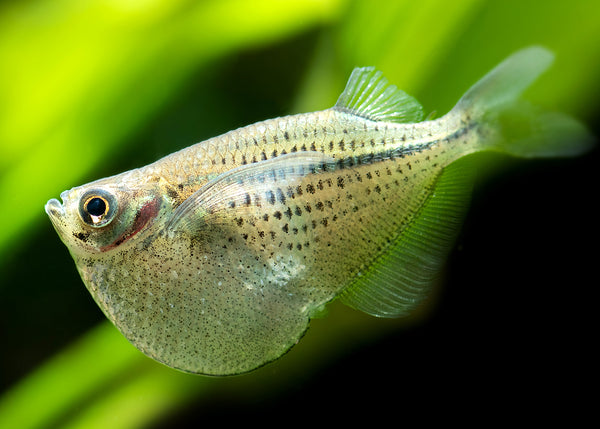 Coburg Aquarium | Spotted Silver Hatchet Fish
