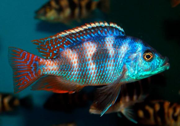 Coburg Aquarium|Shop Live Fish | Placidochromis Milomo Vc10
