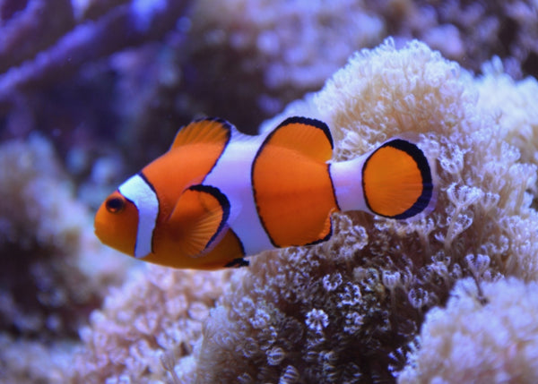 Coburg Aquarium | Clownfish - Ocellaris Orange Standard
