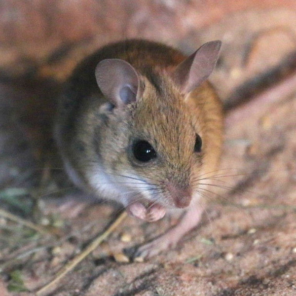 Hopping Mice – Coburg Aquarium