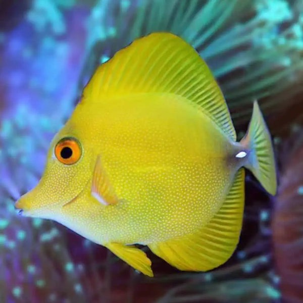Premium Yellow Scopas Tang – Coburg Aquarium