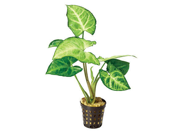 Shop Aquarium Plants | Borneo Sword in Mesh Pot – Coburg Aquarium