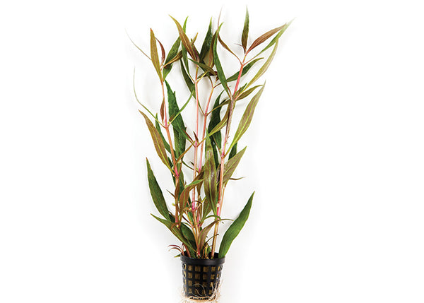 Telanthera in Mesh Pot – Coburg Aquarium