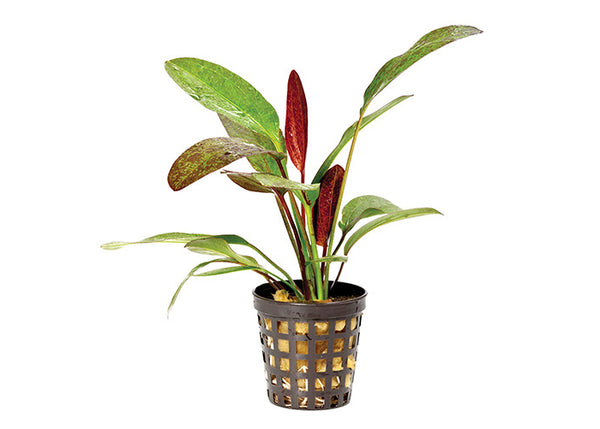 Assorted Sword in Mesh Pot – Coburg Aquarium