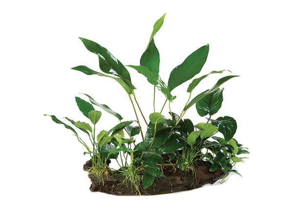 Rainforest Garden Driftwood Creation – Coburg Aquarium