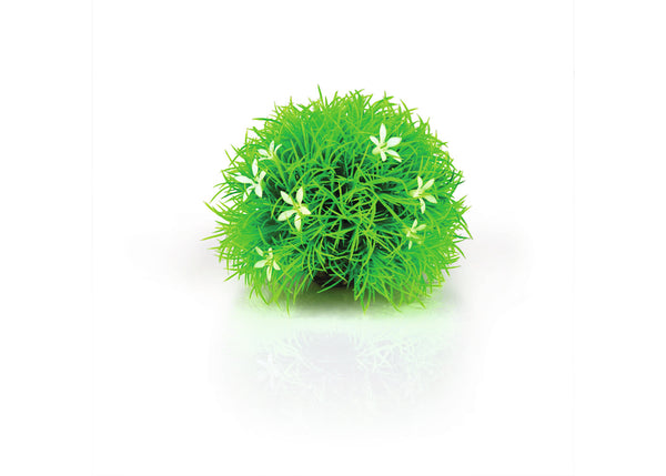 biOrb Topiary Ball with Daisies – Coburg Aquarium