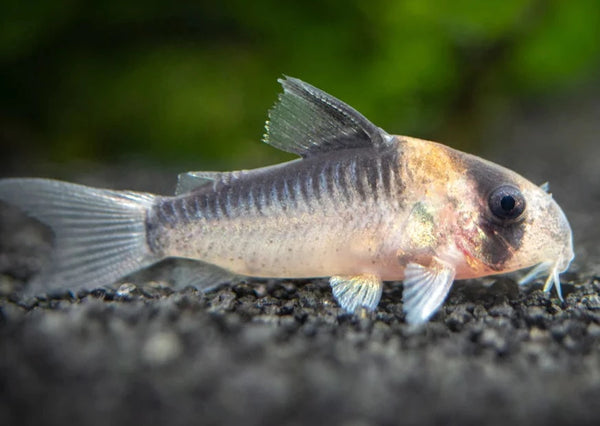 Coburg Aquarium | Shop Corydoras Adolfoi