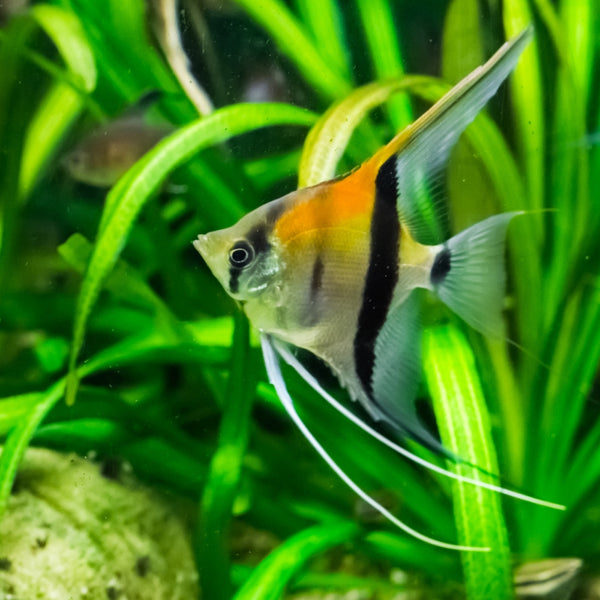 Angelfish Amapa Red Back | Shop Freshwater Angelfish in Coburg Aquarium