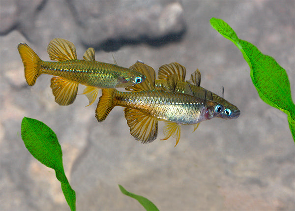 Blue Eye - Delicate – Coburg Aquarium