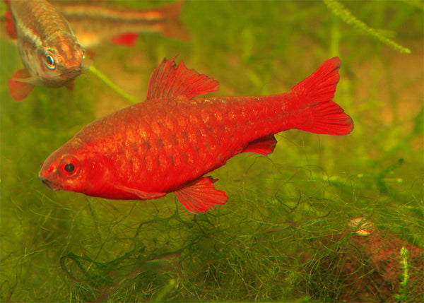 Coburg Aquarium | Cherry Barb Super Red