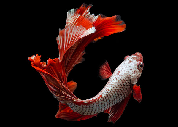 Male Dragon Scale Betta – Coburg Aquarium