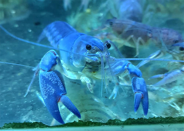 Coburg Aquarium | Yabby - Electric Blue