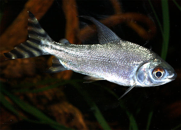 Flagtail Prochilodus – Coburg Aquarium