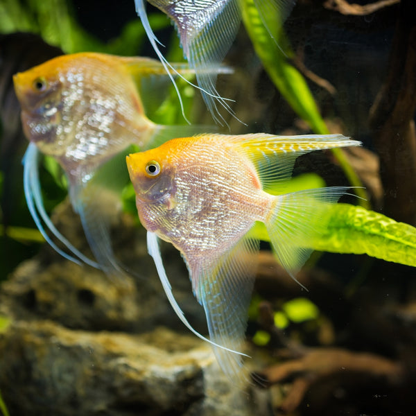 Freshwater Yellow Angelfish