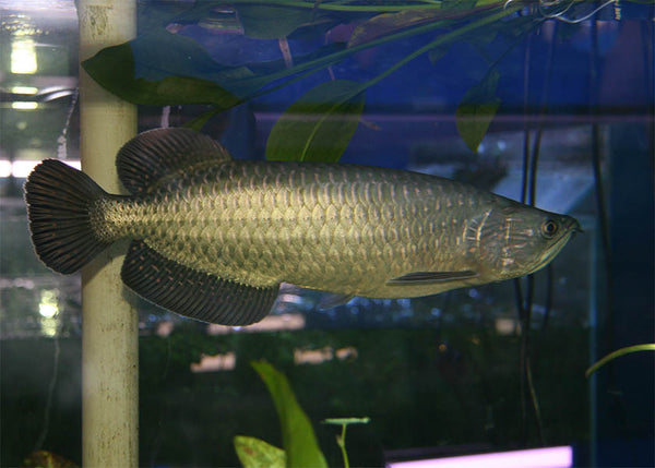 Saratoga - Qld Leichardti – Coburg Aquarium