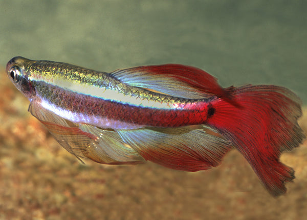 White Cloud - Longfin – Coburg Aquarium