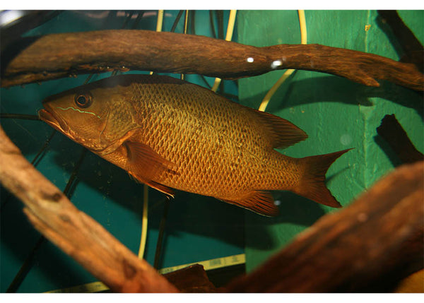 Mangrove Jack – Coburg Aquarium
