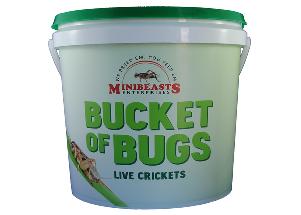 Minibeasts Bucket of Bugs - Live Crickets with Bucket – Coburg Aquarium
