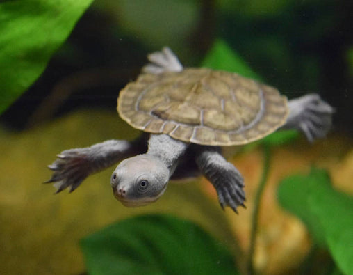 Macleay River Short Neck Turtle (Hatchling) – Coburg Aquarium