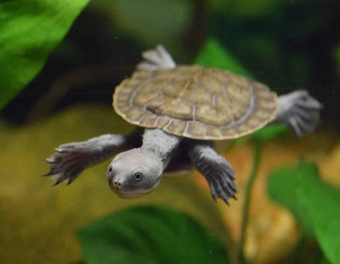 small tank turtle