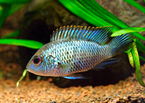 Neon Blue Acara | Freshwater Fish | Aquarium Fish in Coburg Aquarium