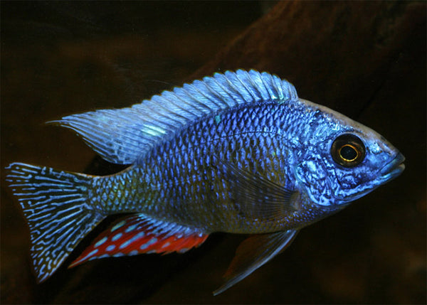 Coburg Aquarium|Shop Live Fish|Protomelas Species Taiwan Reef