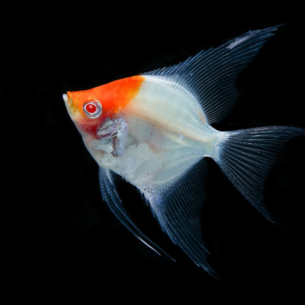 Albino Red Cap Angelfish | Freshwater Angelfish For Sale in Coburg Aquarium