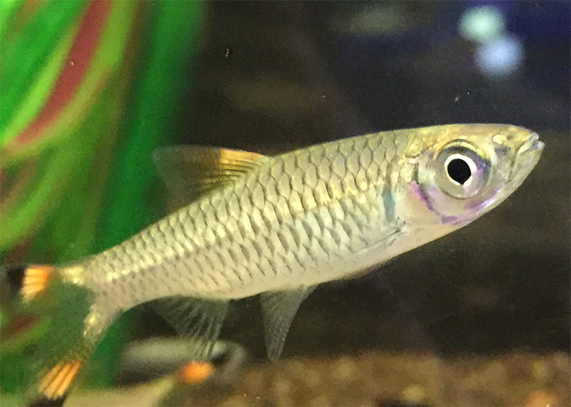 rasbora size
