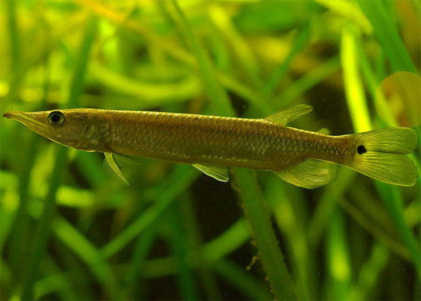 Rocket Tail Garfish – Coburg Aquarium