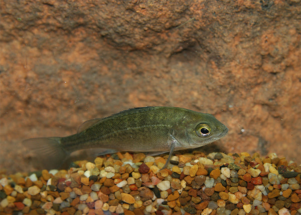 Coburg Aquarium | Shop Live Fish | Silver Perch