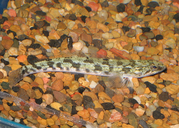 Coburg Aquarium|Shop Live Fish|Tupong