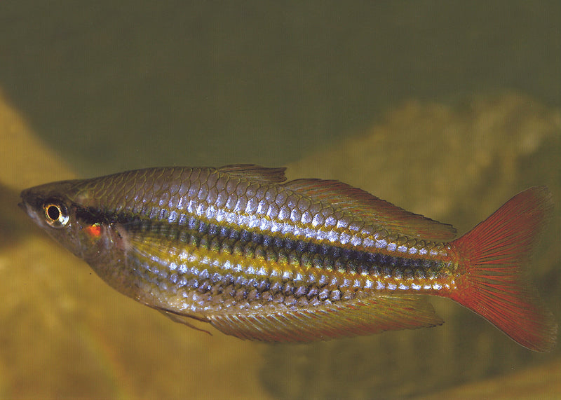 Melanotaenia Australis