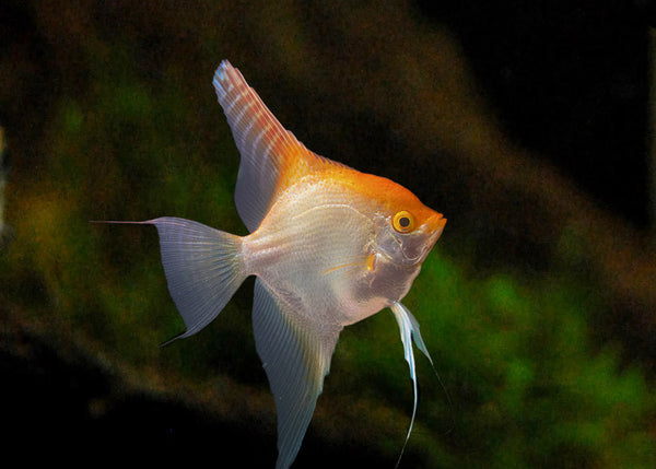 Albino Angelfish Red Shoulder | Buy Aquarium Fish Coburg Aquarium Shop