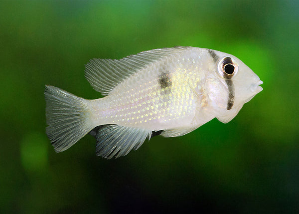 Bandit Cichlid Guianacara sp.| Shop Freshwater Fish |Coburg Aquarium