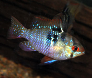 Ramirezi Blue Longfin |Cichlid |Aquarium Fish |Coburg Aquarium Shop