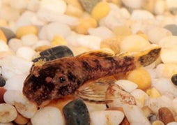 Coburg Aquarium | Shop Bristlenose Catfish Peppermint