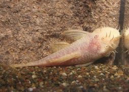Coburg Aquarium | Shop Bristlenose Catfish Peppermint