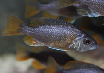 Red Fin Kadango | African Cichlid | Freshwater Fish in Coburg Aquarium