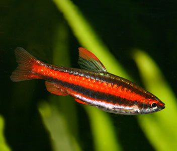 Coral Red Pencilfish - Pair – Coburg Aquarium