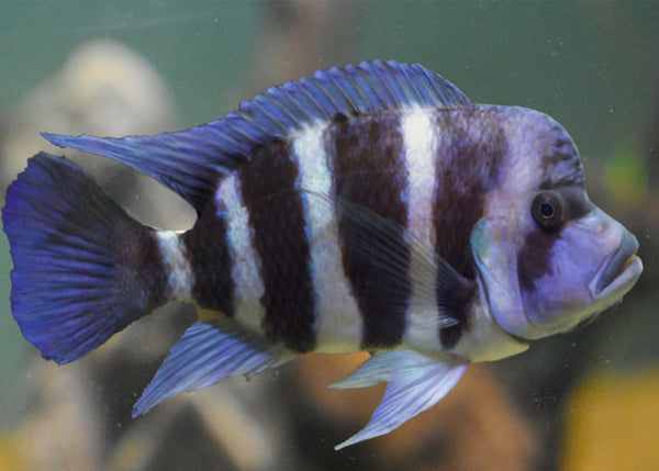 Frontosa Burundi Cichlid | Shop Live Fish| Coburg Aquarium