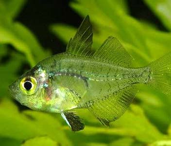 Glass Fish -Chanda – Coburg Aquarium