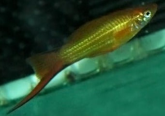 Swordtail Assorted | Tropical Fish | Aquarium Fish | Coburg Aquarium