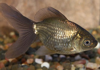 Shop Fish for Sale Online in Australia | Buy Live Fishes & Freshwater ...